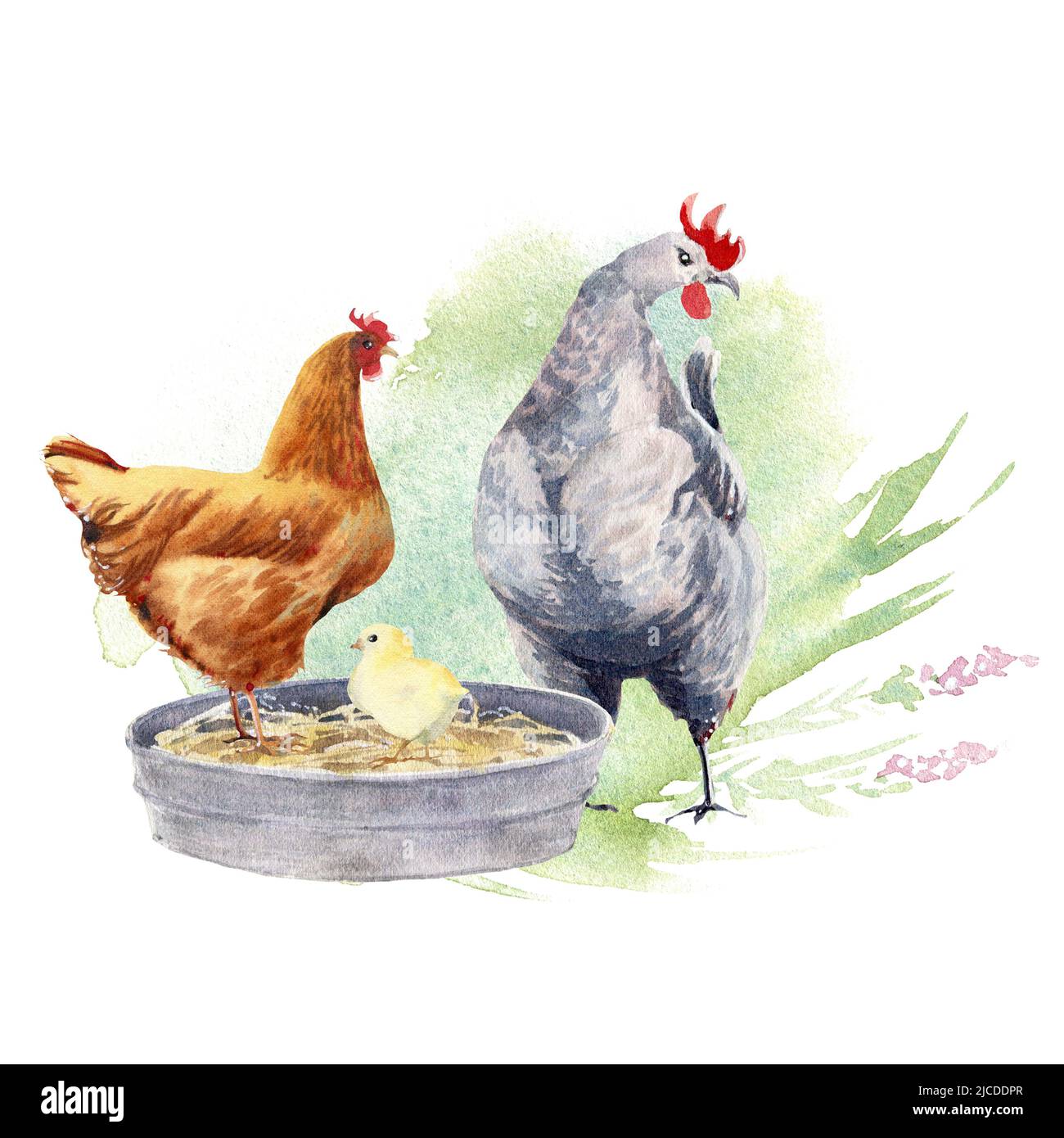 Watercolor farm animals and birds illustration Stock Photo - Alamy