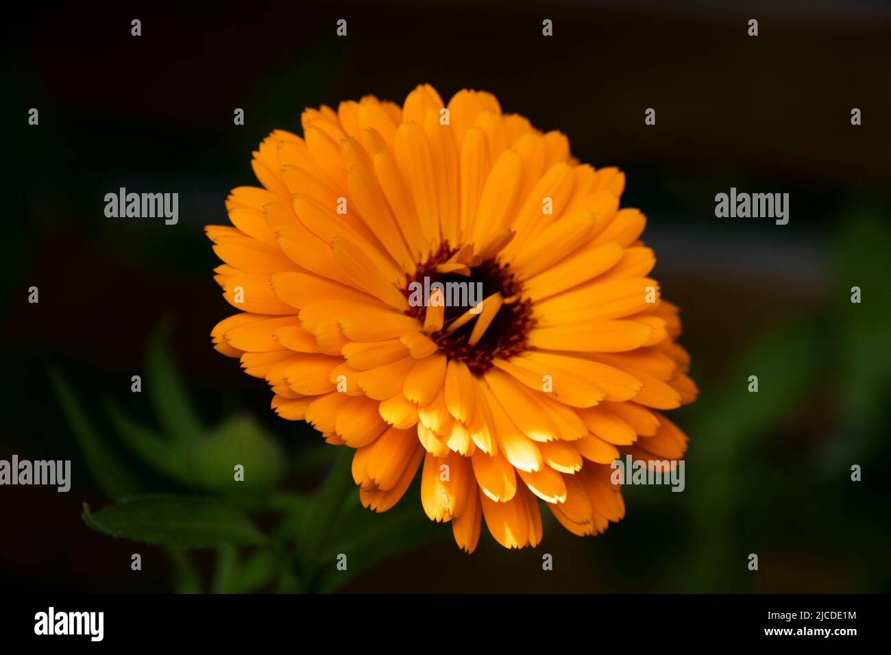 Natural flower in the wildlife Stock Photo - Alamy