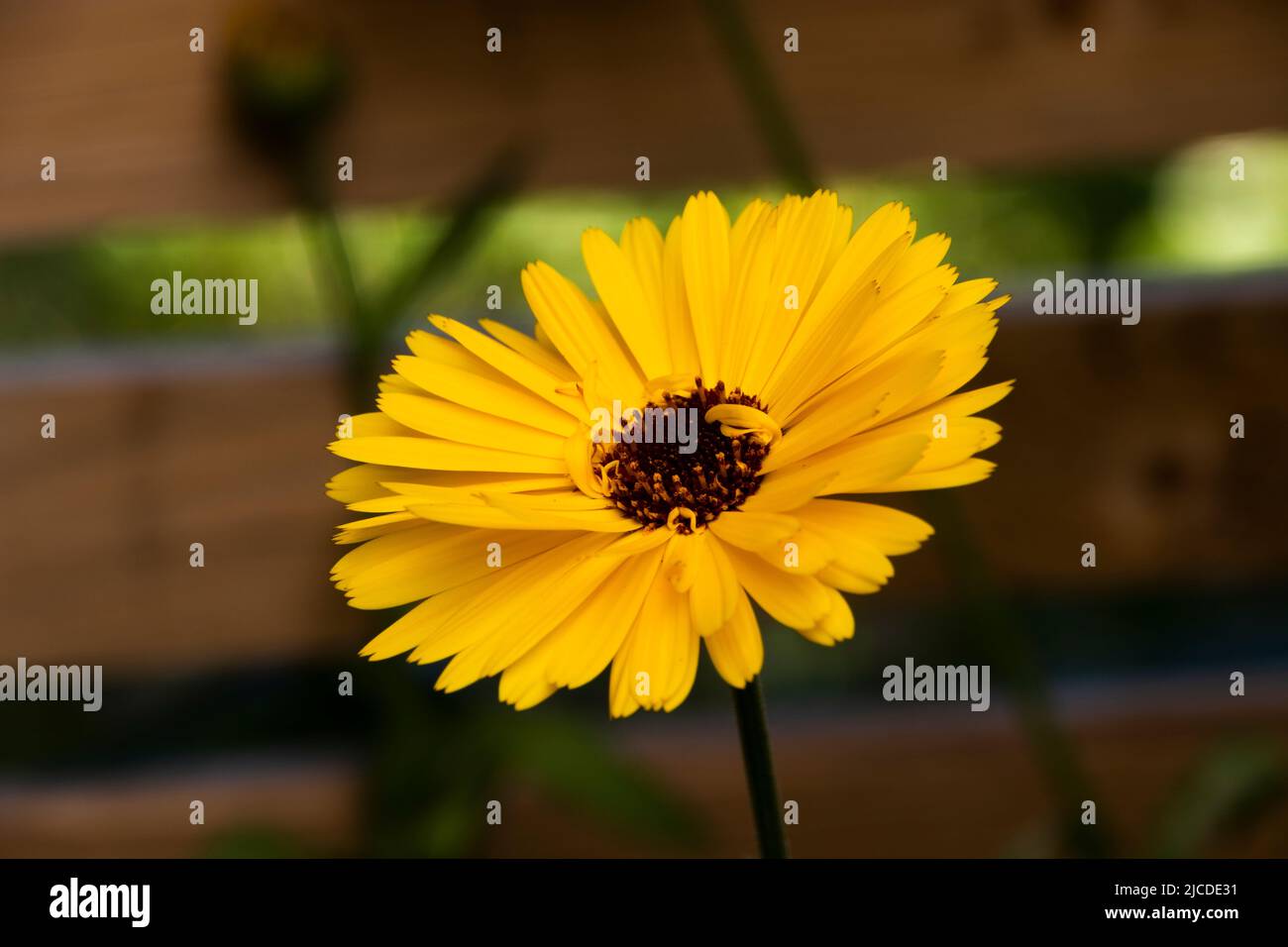 Natural flower in the wildlife Stock Photo - Alamy