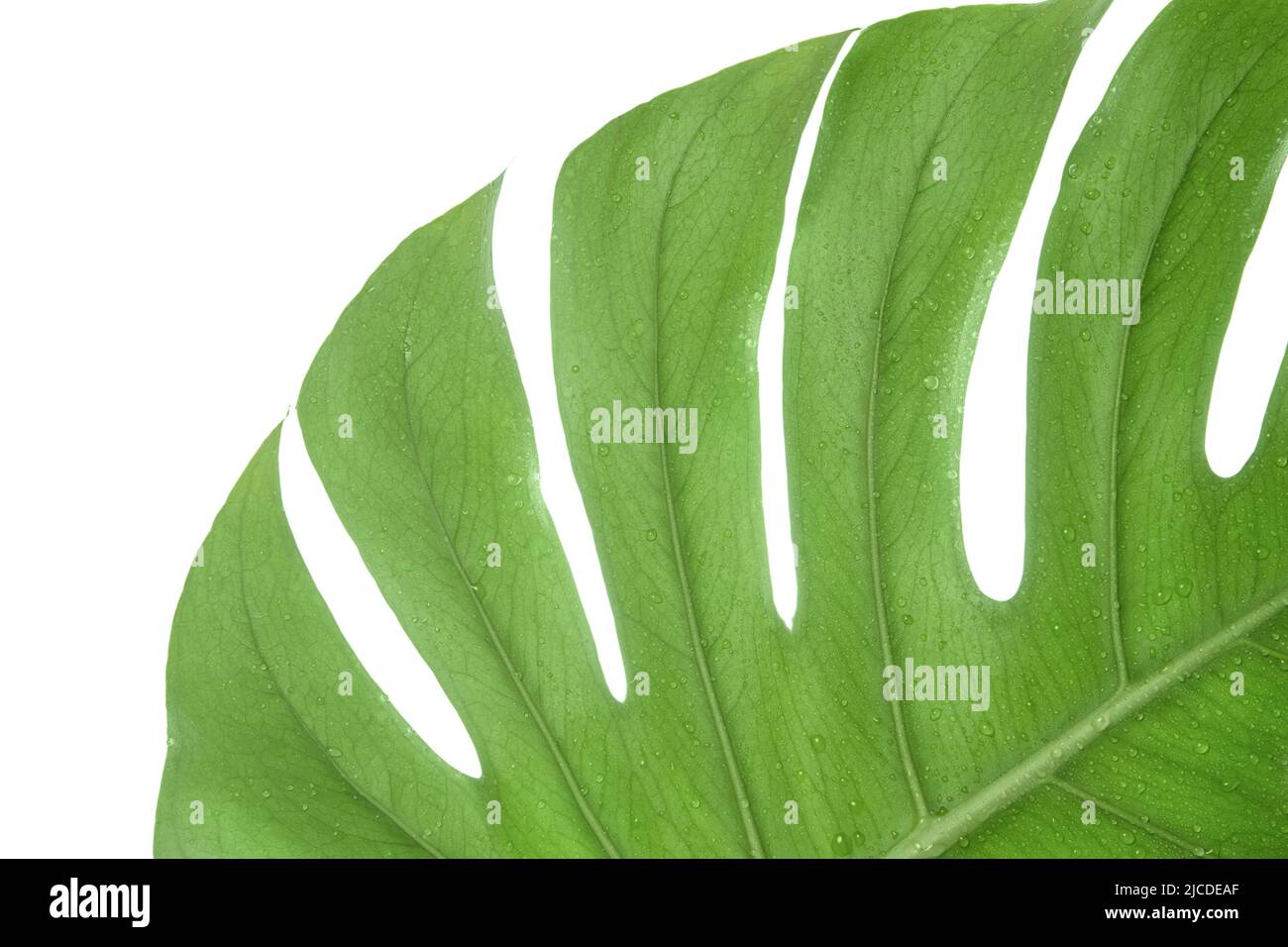 Monstera summer leaf. Tropic palm flora. Jungle rainforest exotic shape ...