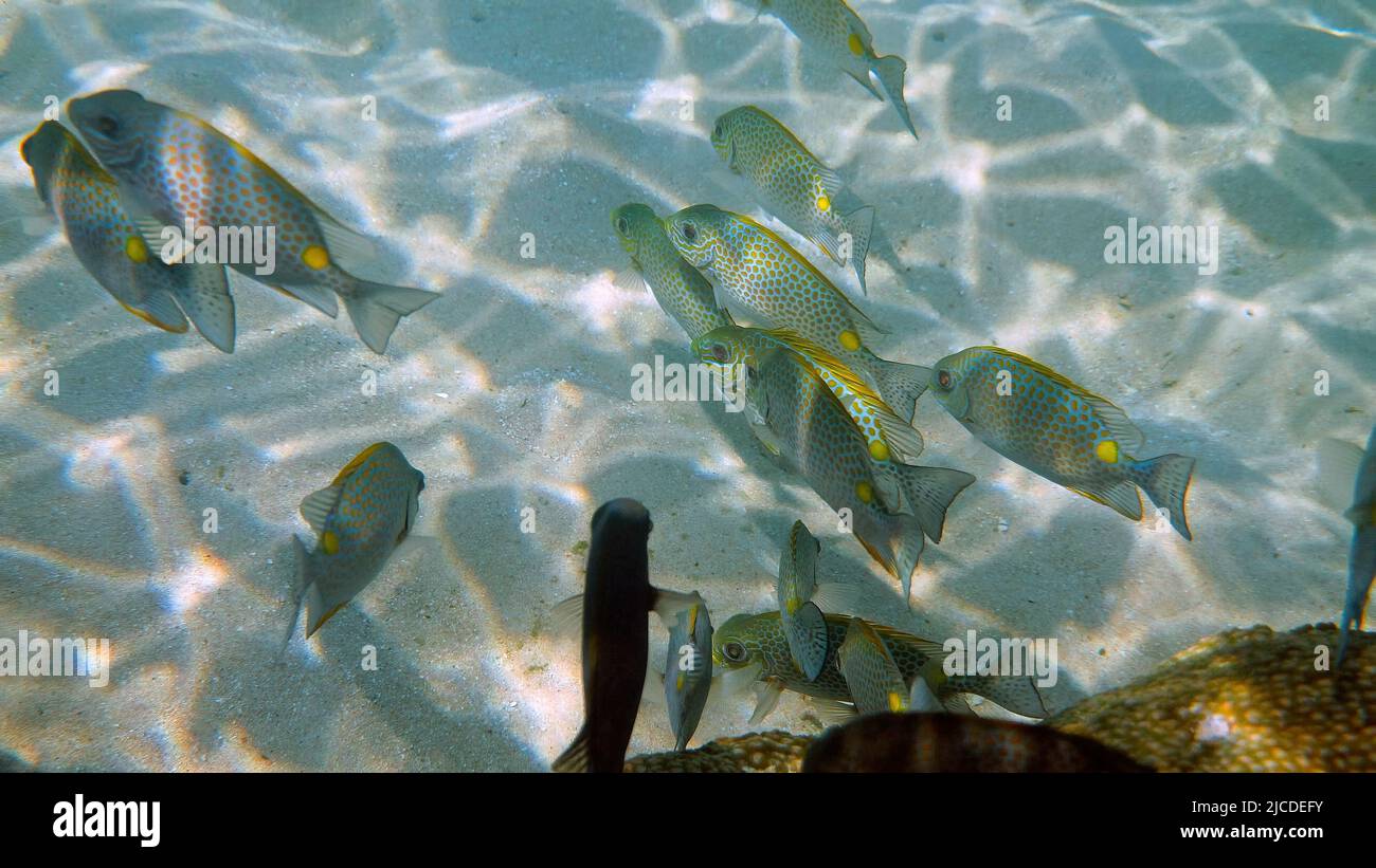 Underwater video of golden rabbitfish or Siganus guttatus school in ...