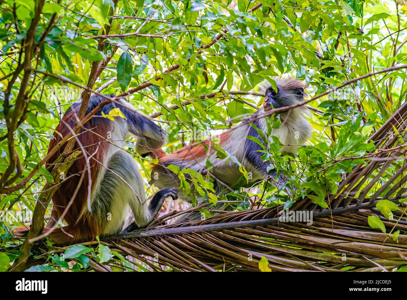 Photo of Red Colobus monkey copulating on the branch. Zanzibar ...