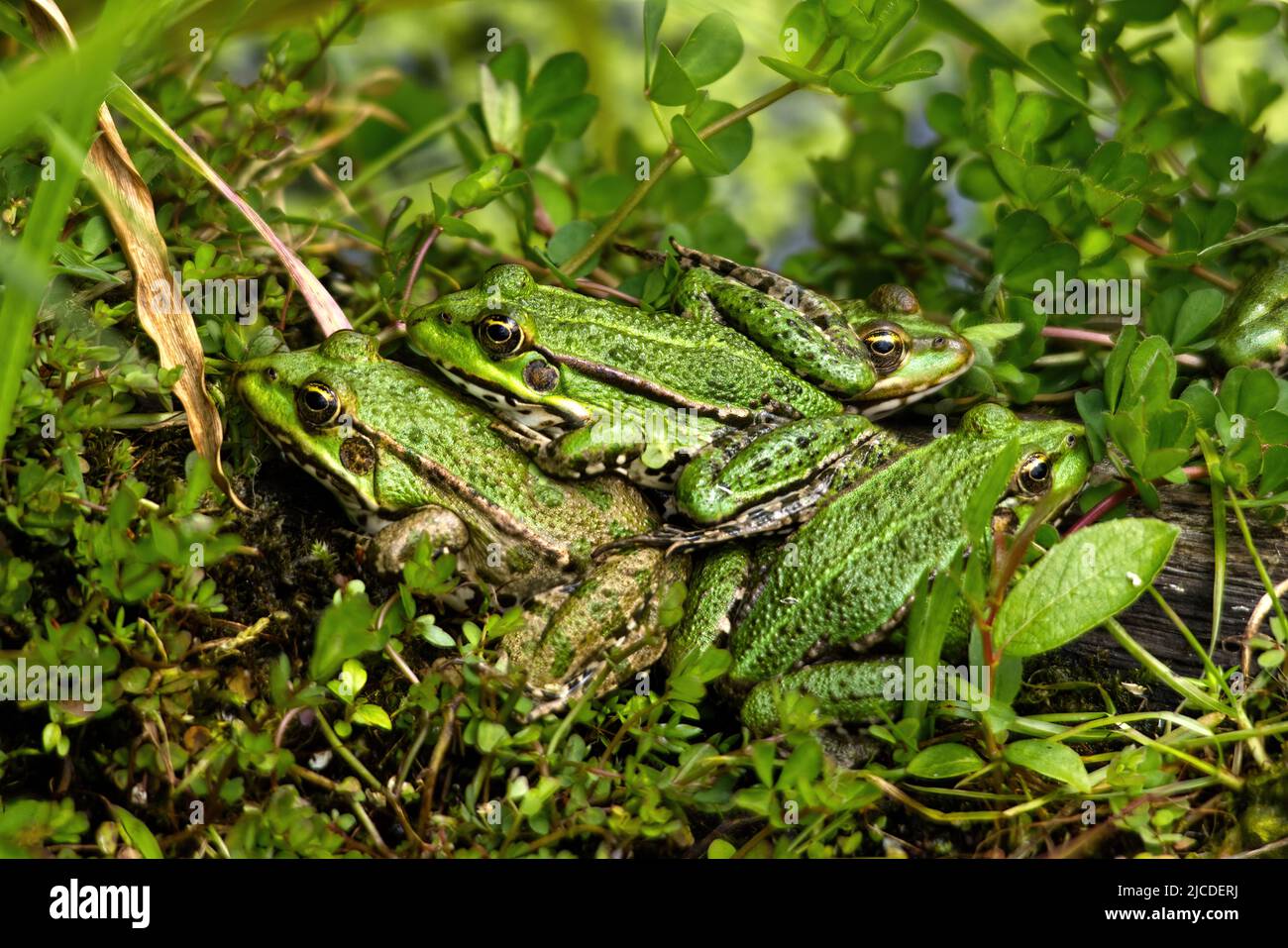 A group of several marsh frogs, Pelophylax ridibundus, resting Stock ...