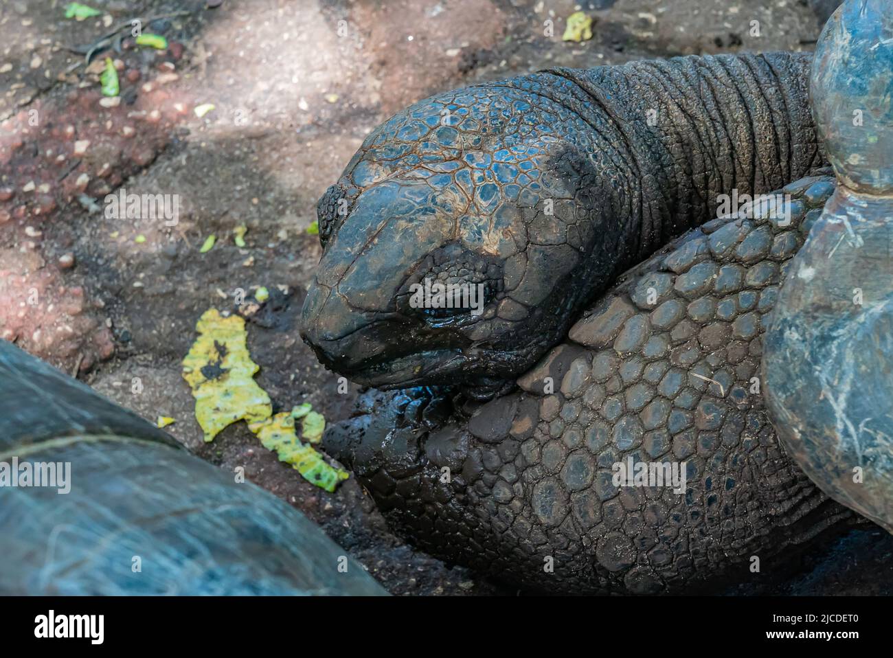Close up of Aldabra giant tortoise, Turtle in Zanzibar, Tanzania Stock ...