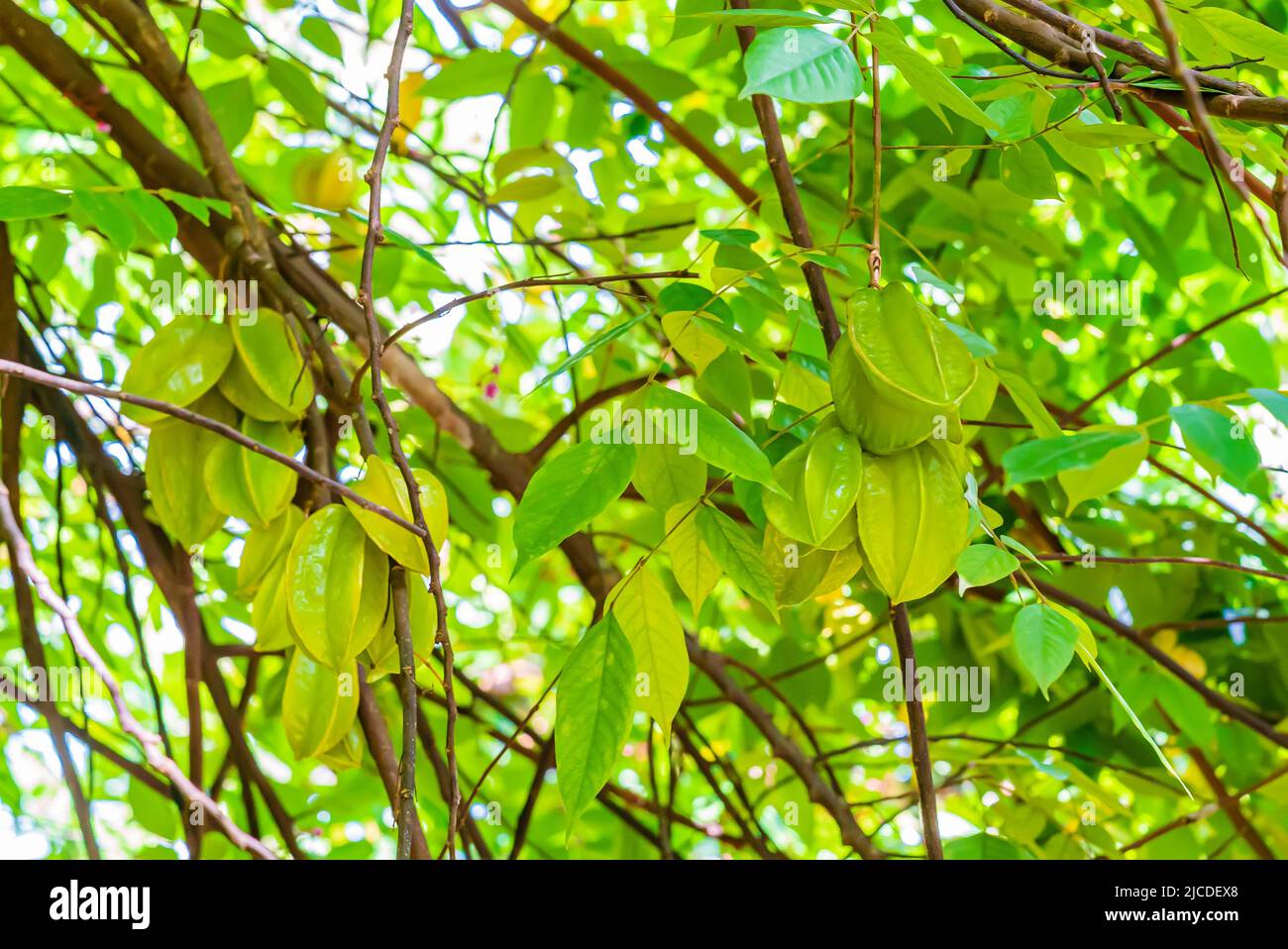 Star fruit at tree hi-res stock photography and images - Alamy