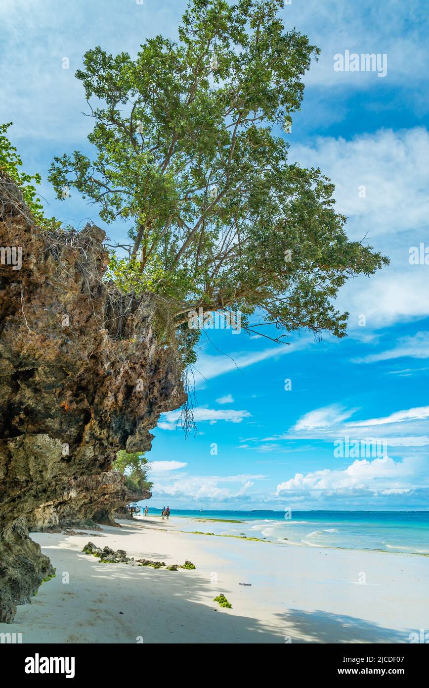 Tree on the rock over the white beach and ocean. Zanzibar,Tanzania ...