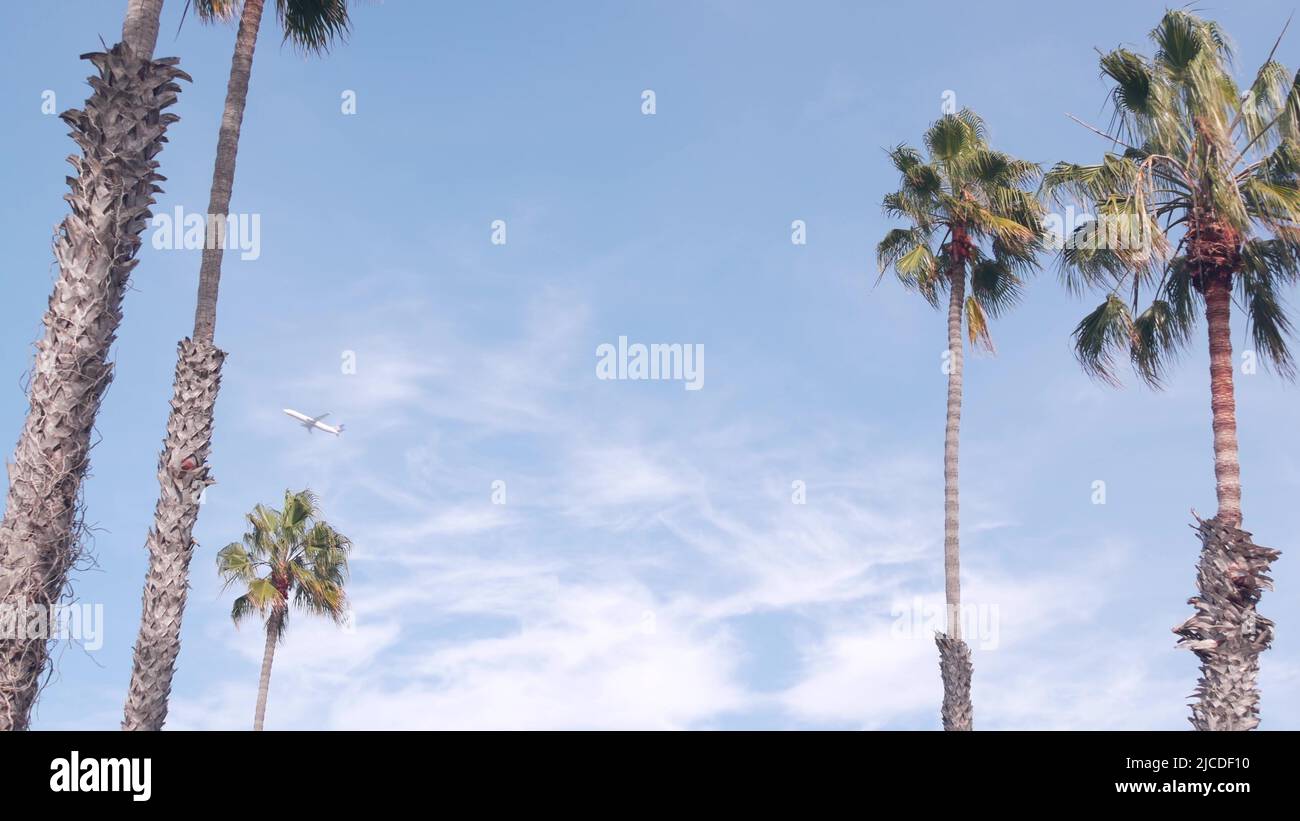 Plane flying in sky, tropical palm trees in Los Angeles, California USA ...