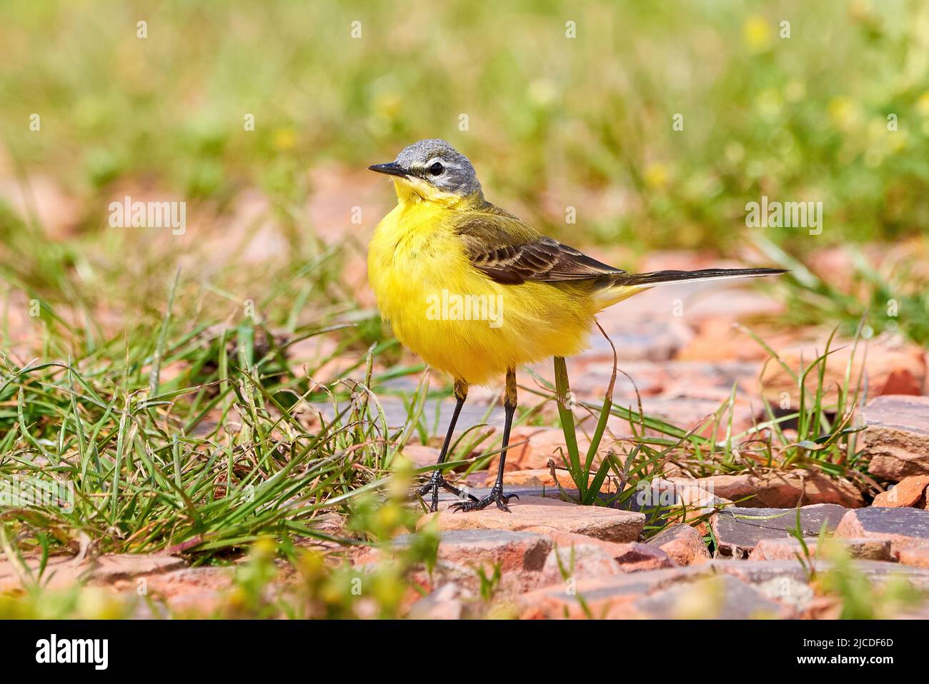 Western Yellow Wagtail bird close-up (Motacilla flava Stock Photo - Alamy