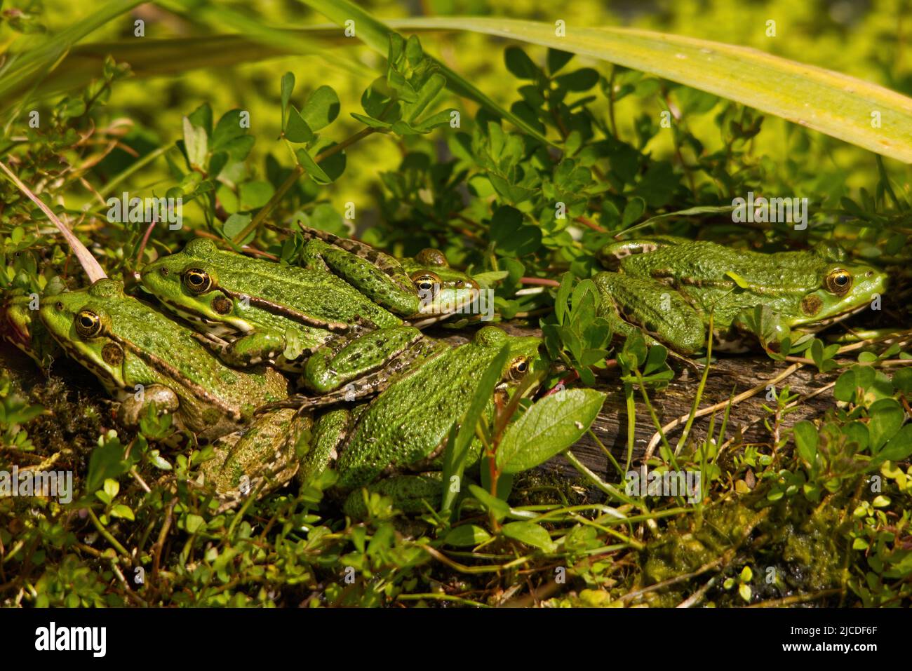 A group of several marsh frogs, Pelophylax ridibundus, resting Stock ...