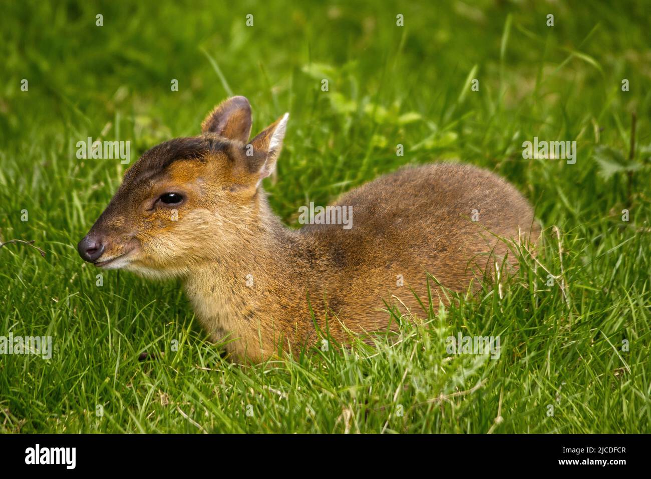 Reevess muntjak reeves hi-res stock photography and images - Alamy