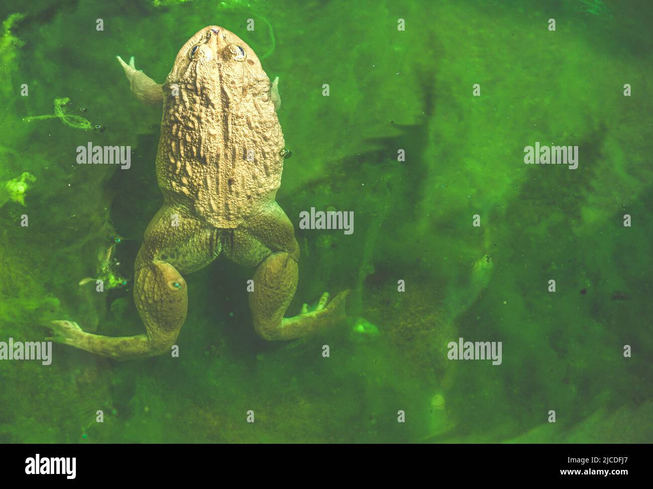 a male toad in water pond on the leaf, animal wildlife Stock Photo - Alamy