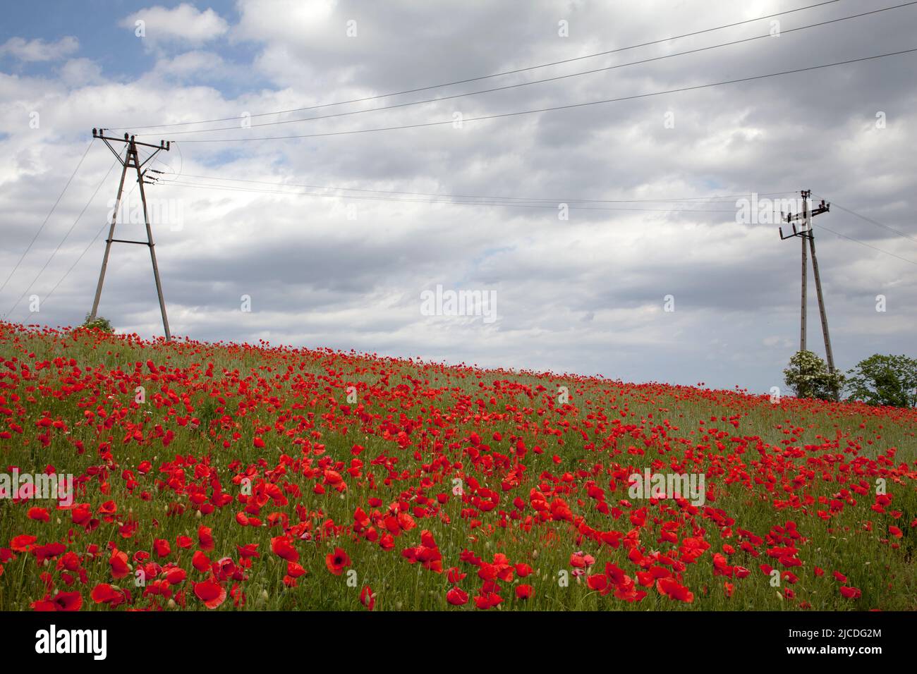 Common Poppies grow in a field, in Poland. - Mak polny w polar, w ...