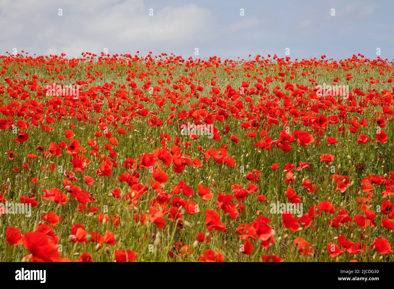 Common Poppies grow in a field, in Poland. - Mak polny w polar, w ...