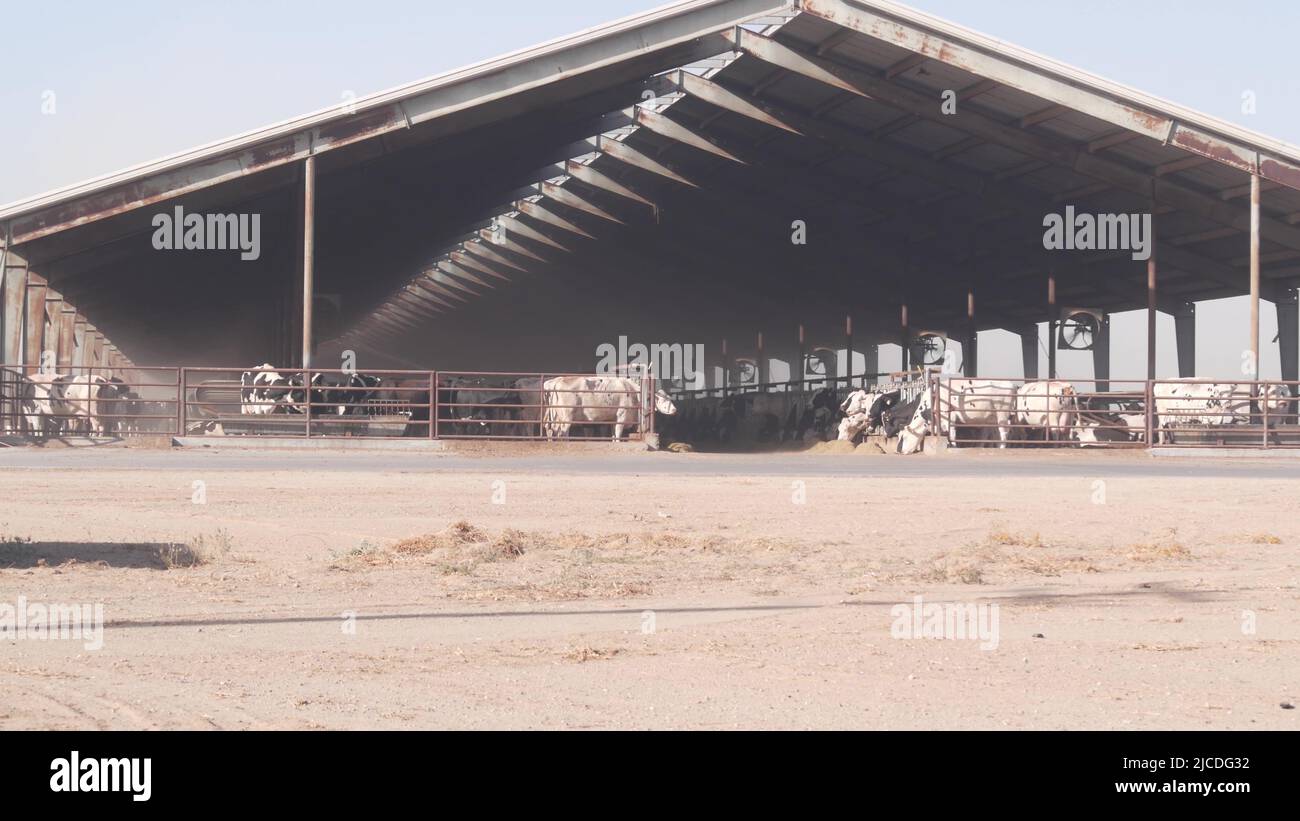Row of holstein cows on dairy farm, commercial livestock industry, milk ...