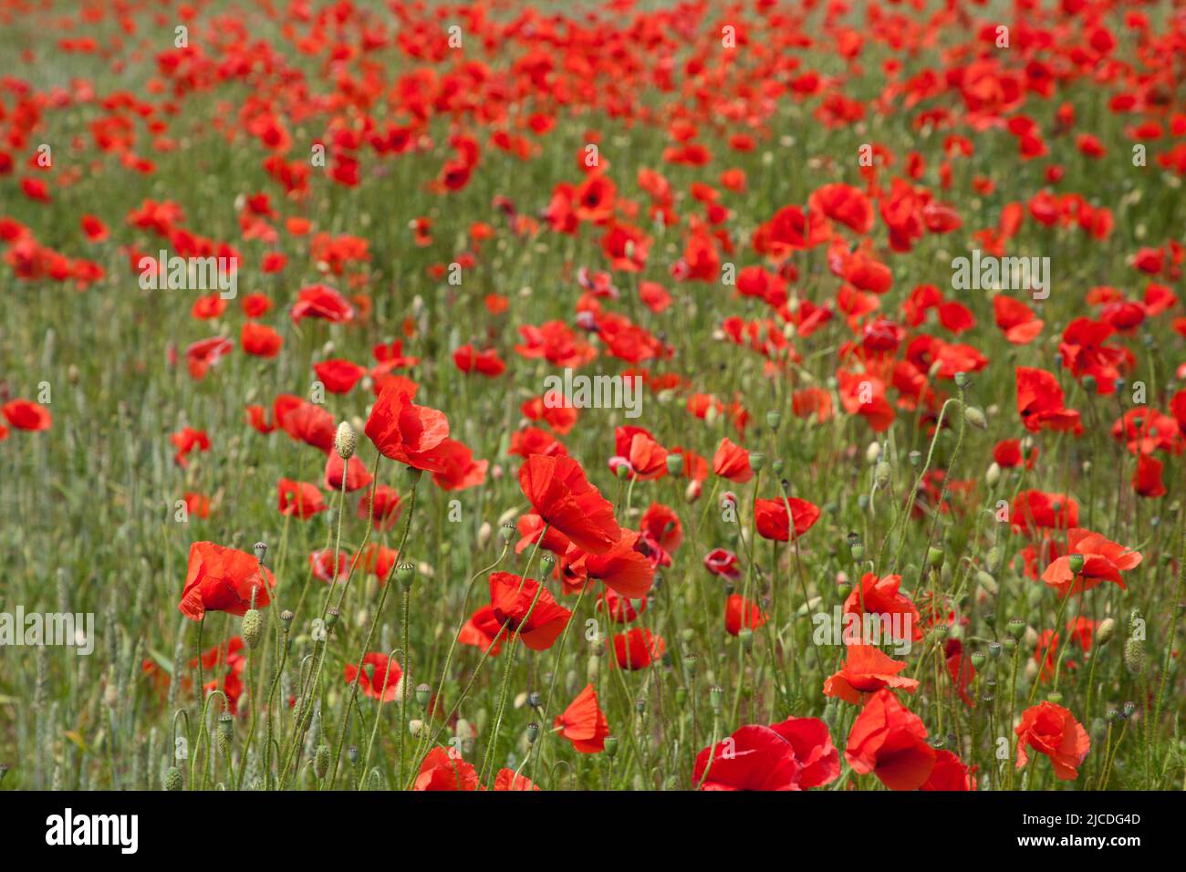 Common Poppies grow in a field, in Poland. - Mak polny w polar, w ...