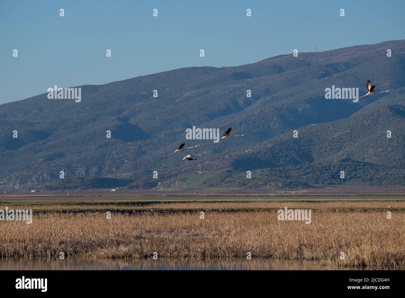 Flaming birds flying away in Lake Karla Stock Photo - Alamy