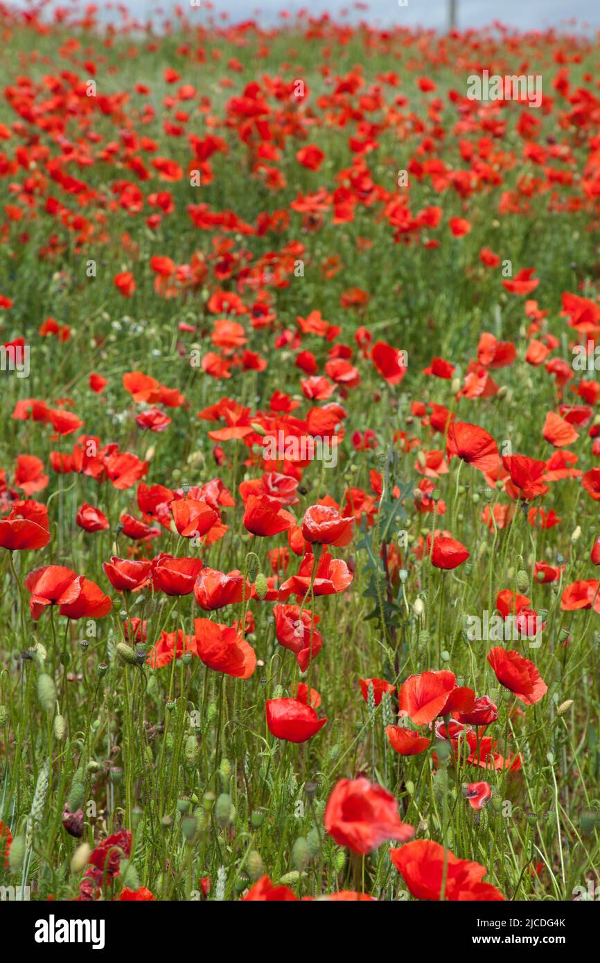 Common Poppies grow in a field, in Poland. - Mak polny w polar, w ...
