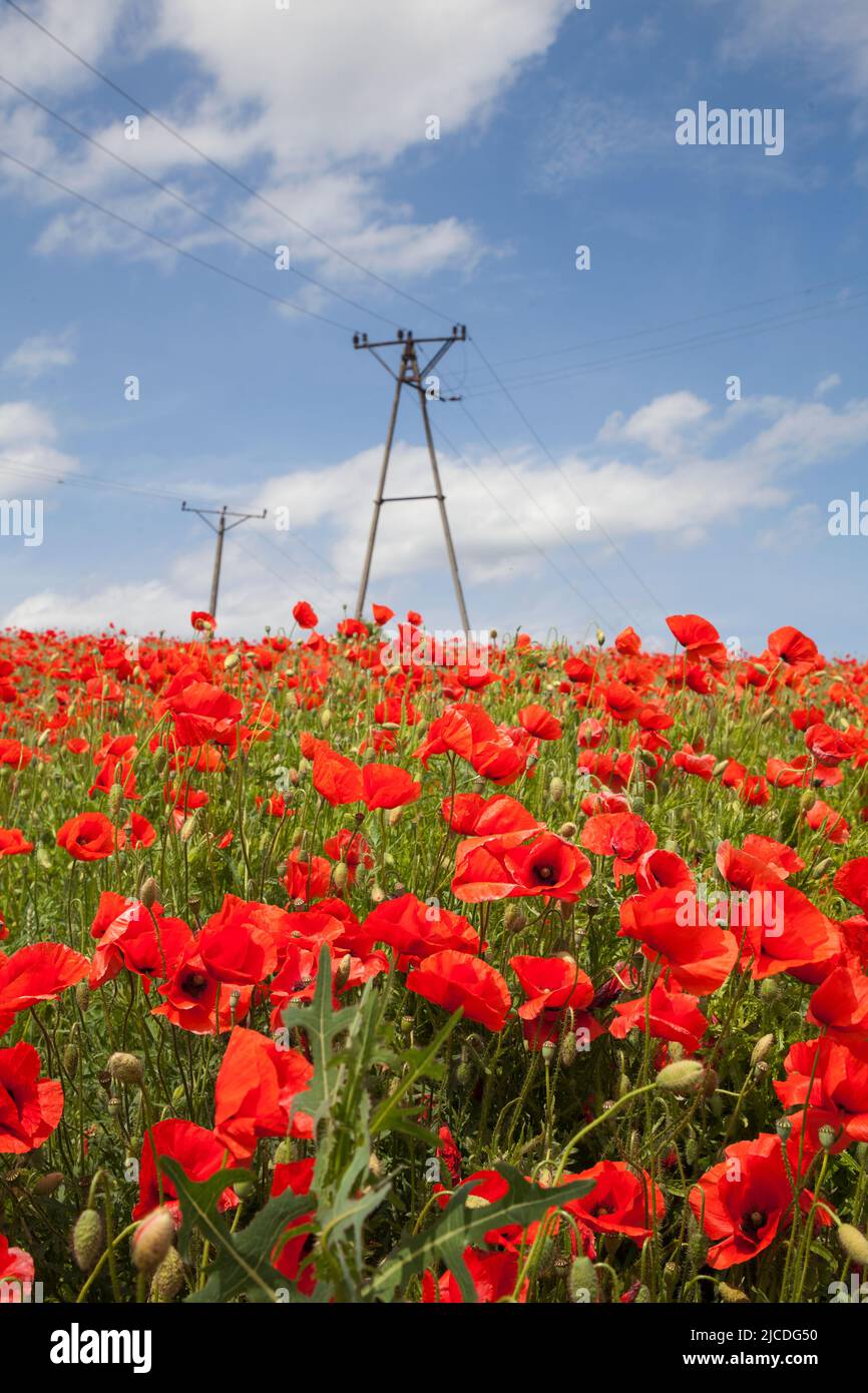 Common Poppies grow in a field, in Poland. - Mak polny w polar, w ...