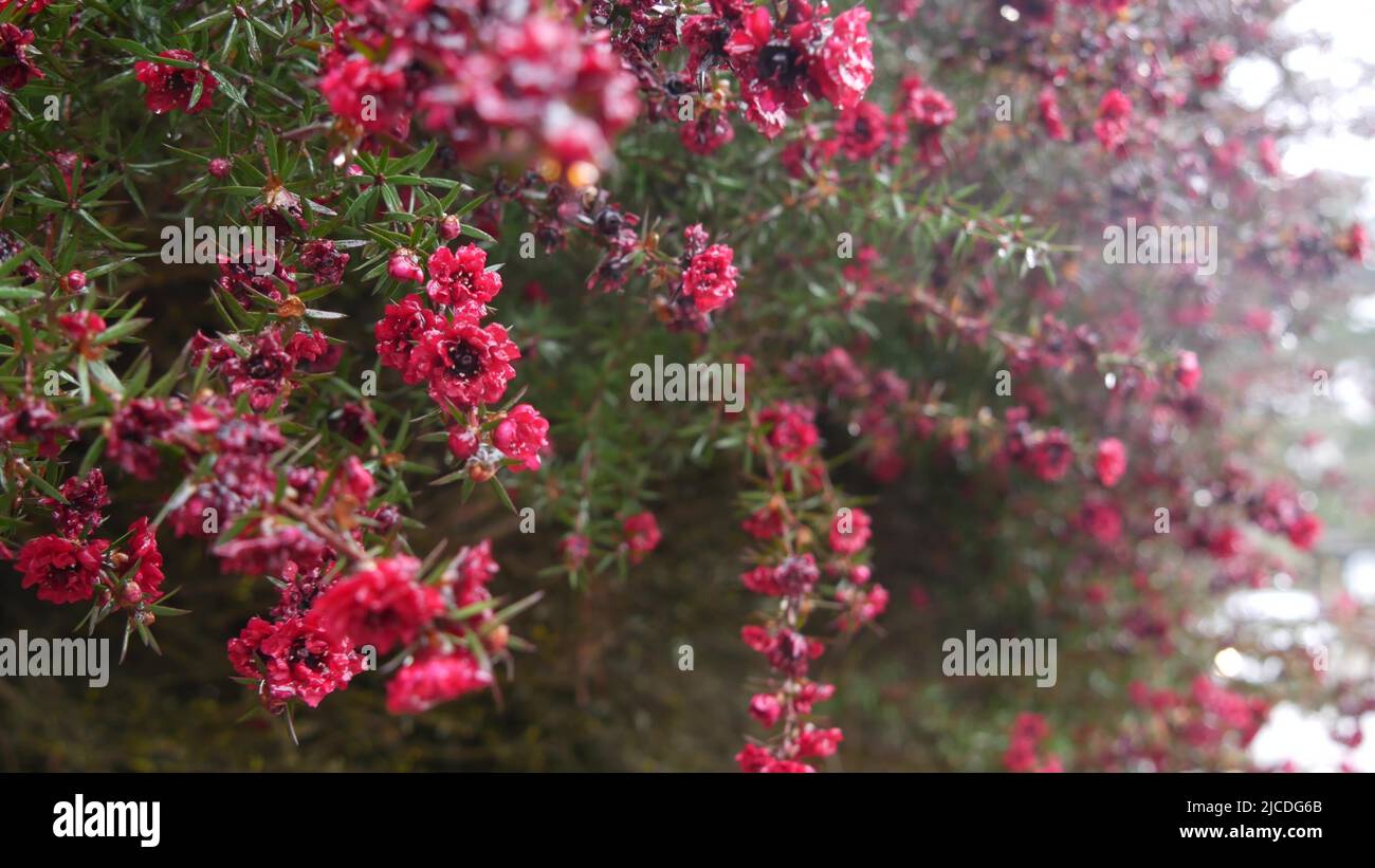 Manuka flower hi-res stock photography and images - Alamy