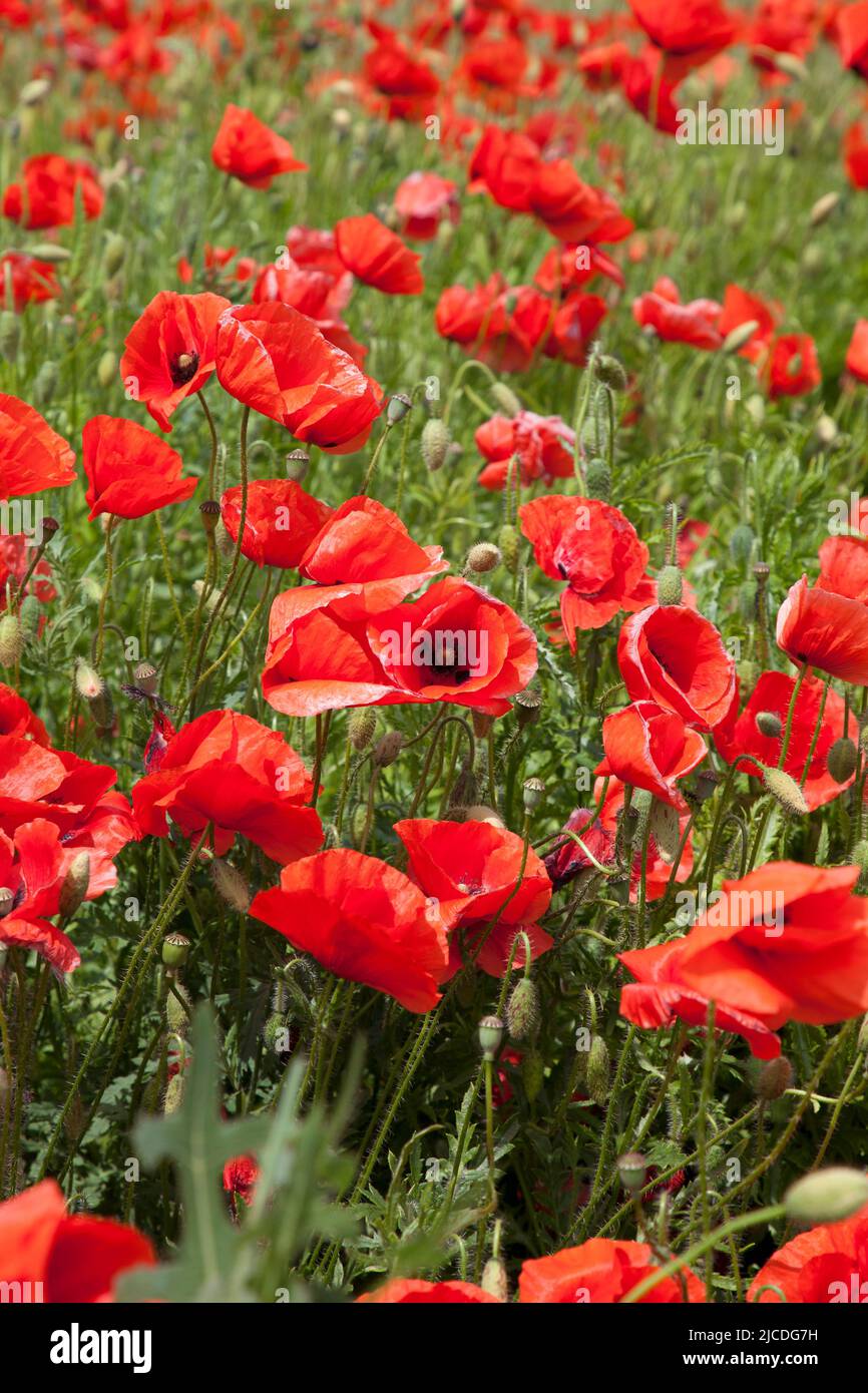 Common Poppies grow in a field, in Poland. - Mak polny w polar, w ...