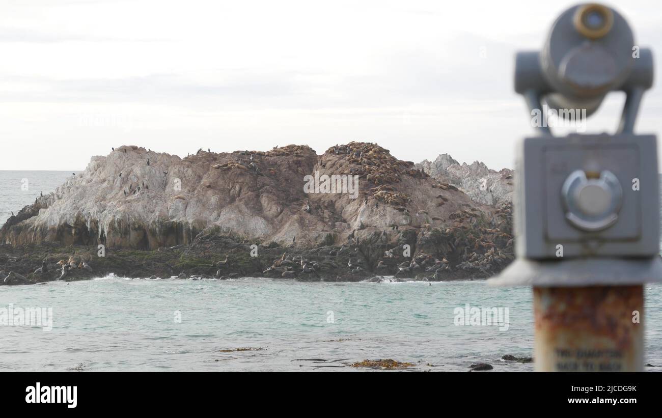Seal or sea lion rookery, wild animals on rocky craggy beach. Stationar ...