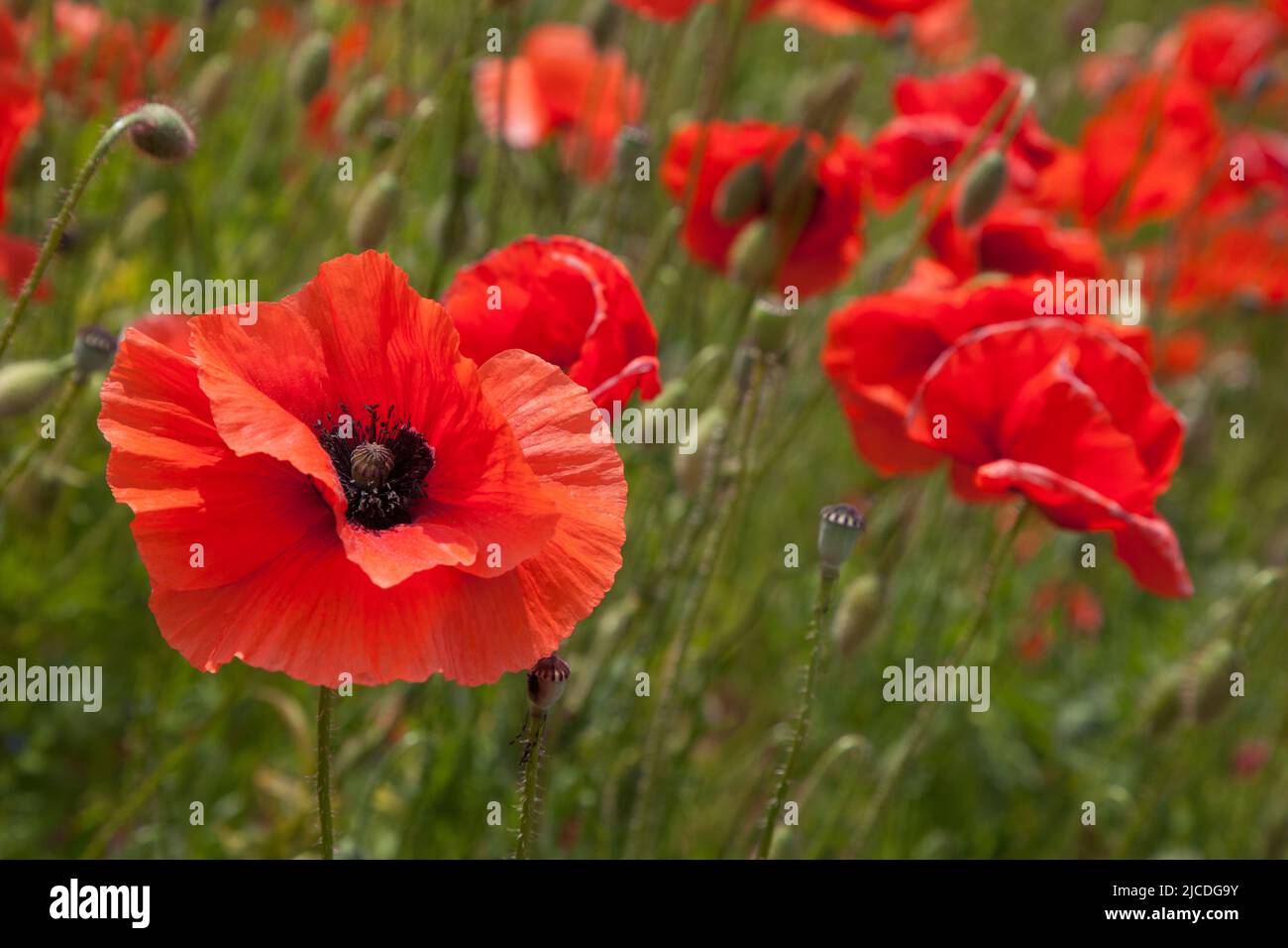 Common Poppies grow in a field, in Poland. - Mak polny w polar, w ...