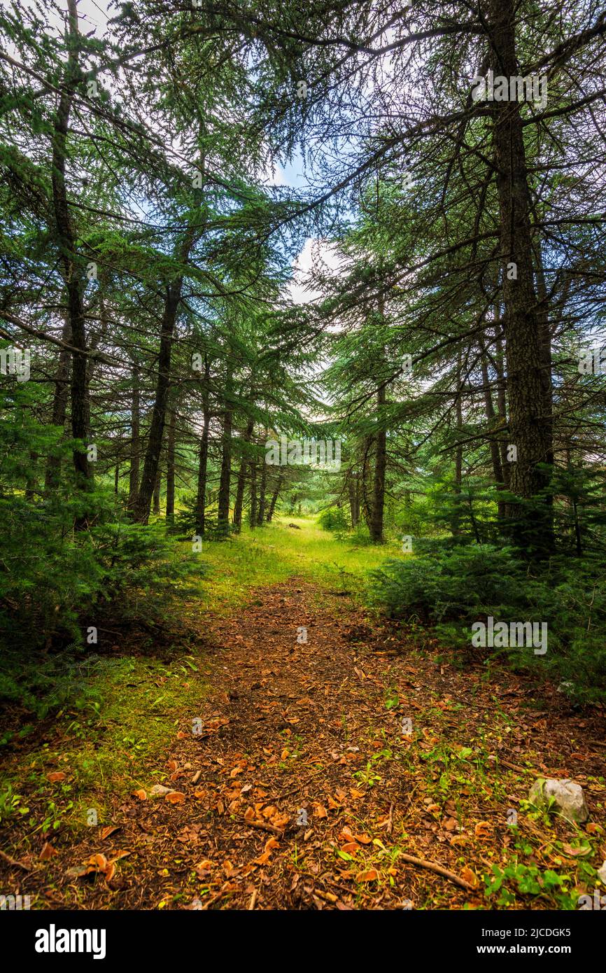 green forest with trees and full of colors Stock Photo - Alamy