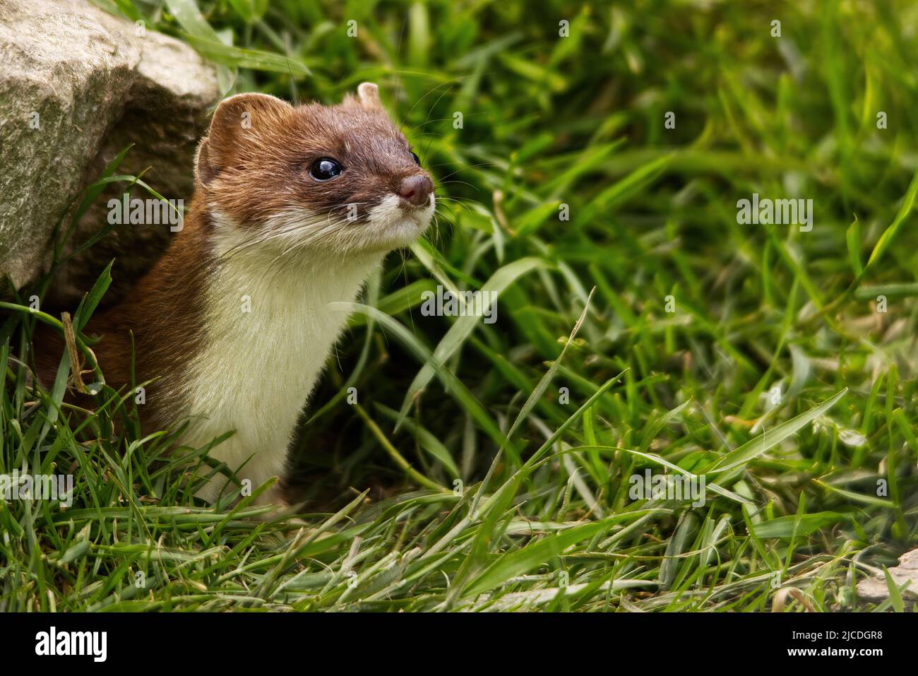 Portrait of a stoat, Mustela erminea, emerging from its burrow Stock ...