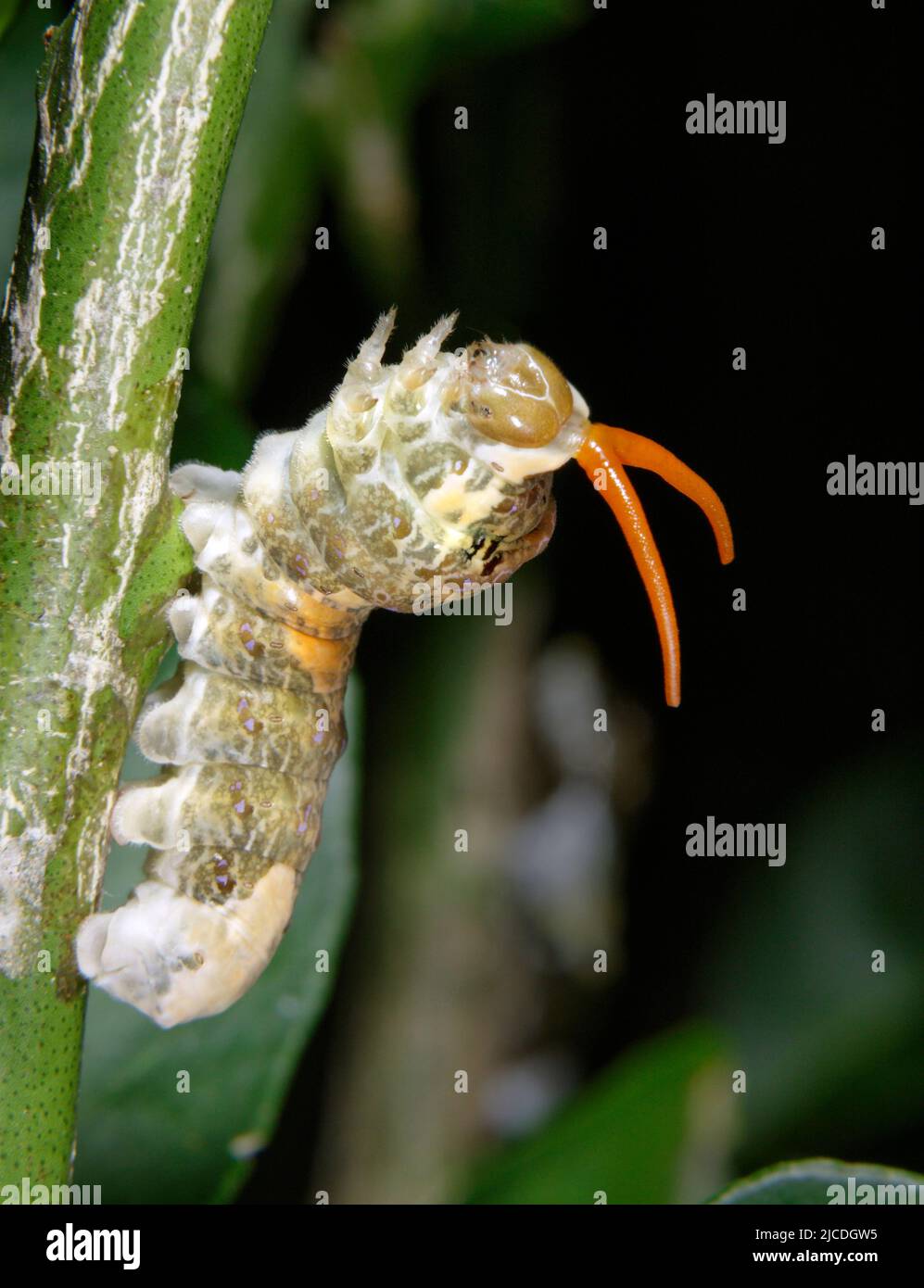 Giant swallowtail (Papilio cresphontes) caterpillar with tentacles ...