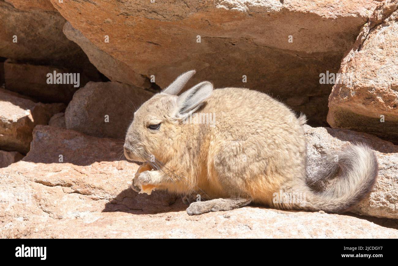 View of wild rabbit, called vizcacha, in Bolivia Stock Photo - Alamy