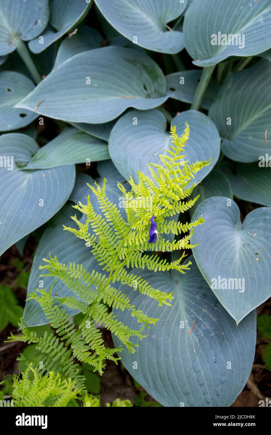Hostas and ferns hi-res stock photography and images - Alamy