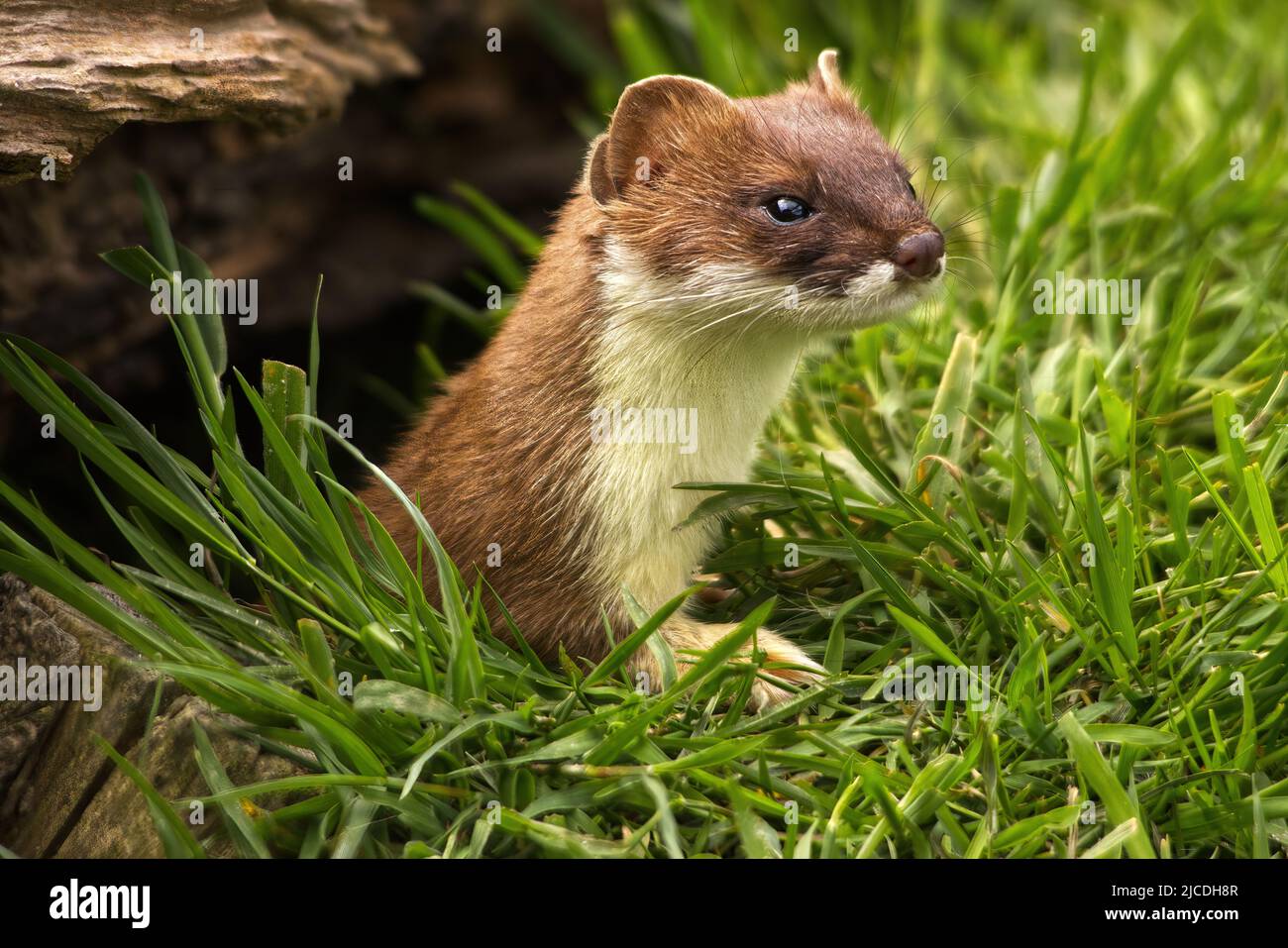 Eurasian stoat hi-res stock photography and images - Alamy