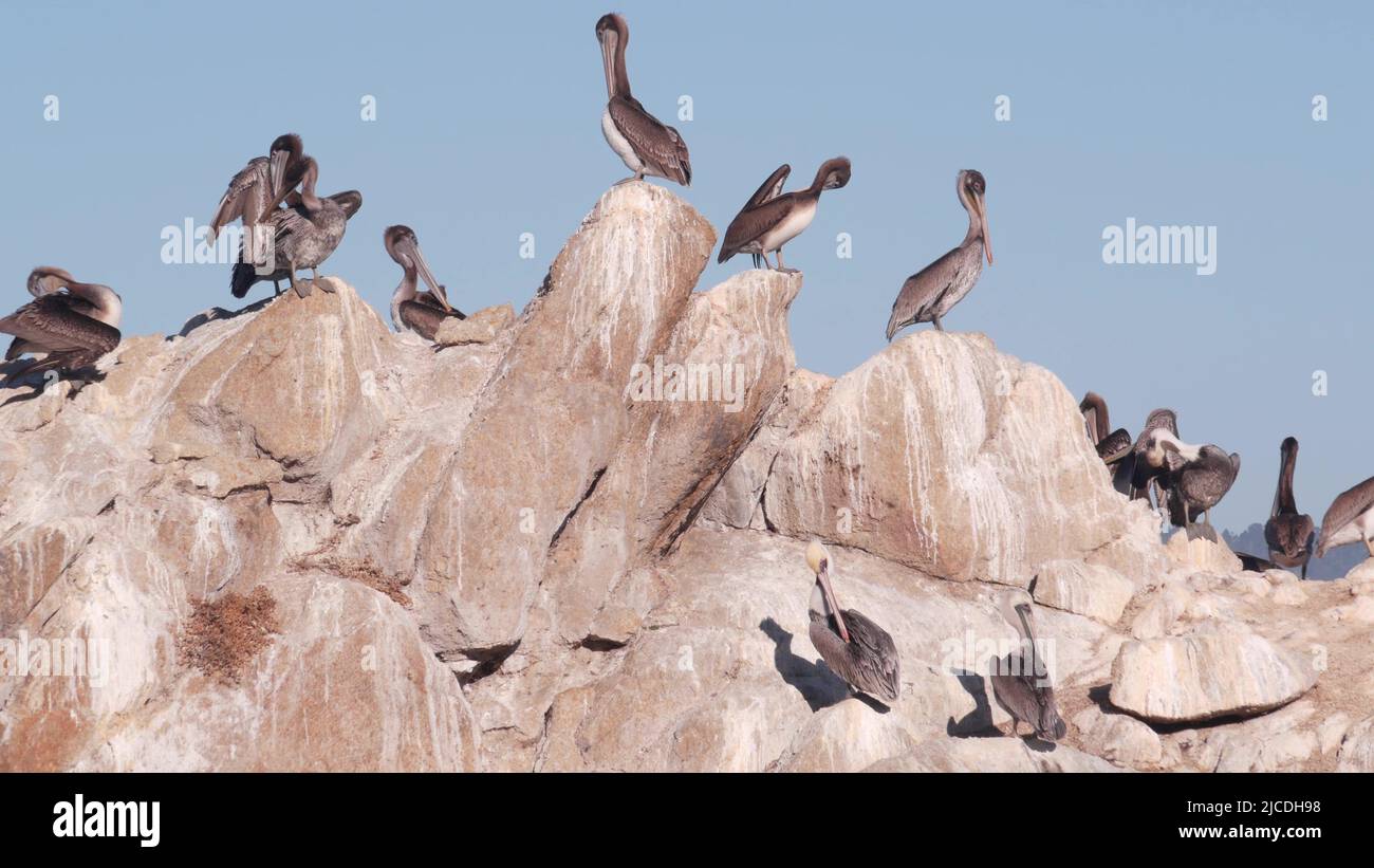 Flock of brown pelicans on cliff, rocky island and blue sky, Point ...