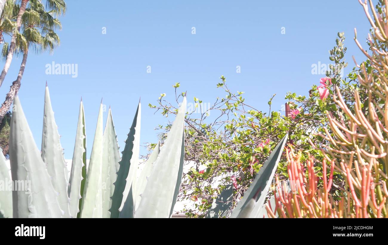Agave or maguey plant in mexican garden, succulents and big aloe in ...