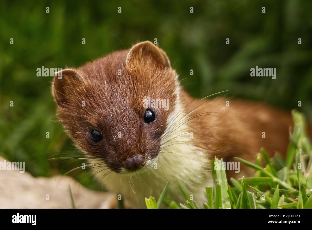 Eurasian ermine hi-res stock photography and images - Alamy