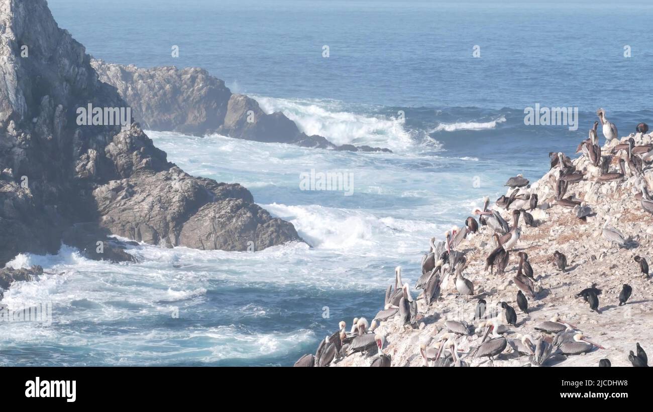 Flock of brown pelicans on cliff, rocky island in ocean, Point Lobos ...