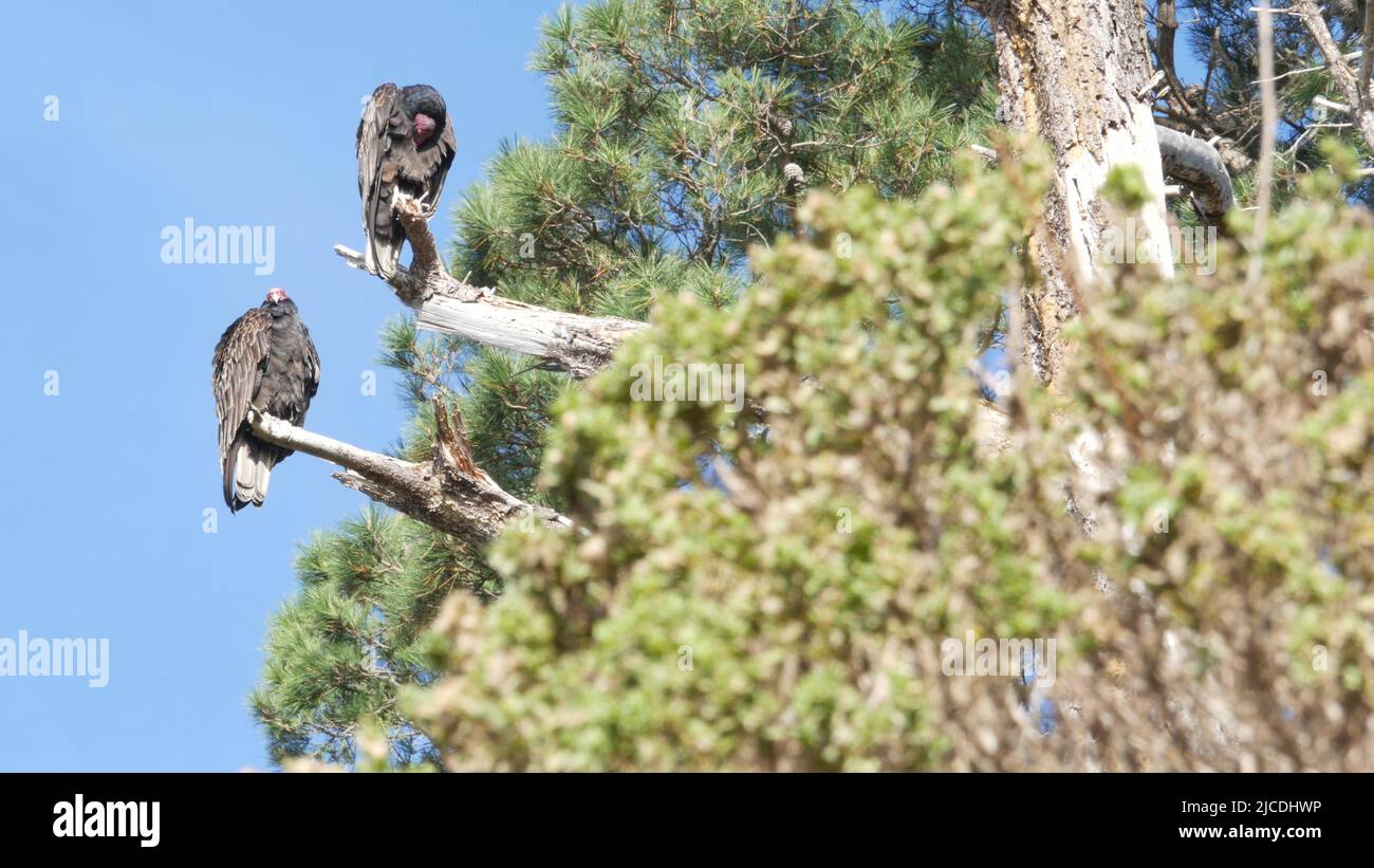 Turkey vulture, pine tree branch, scavenger carnivorous buzzard waiting ...