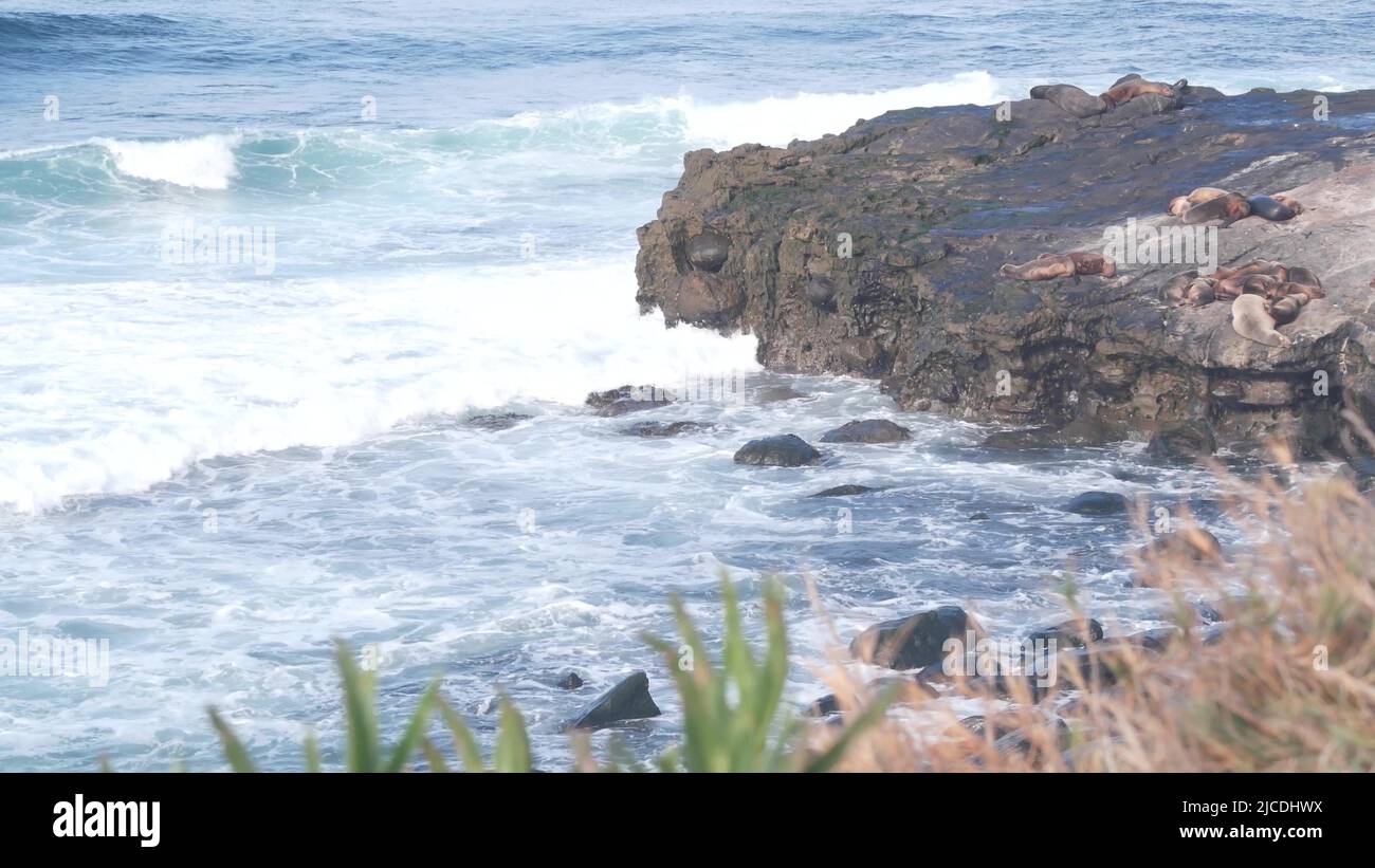 Wild seal rookery, sea lion resting on rocky ocean beach, La Jolla ...