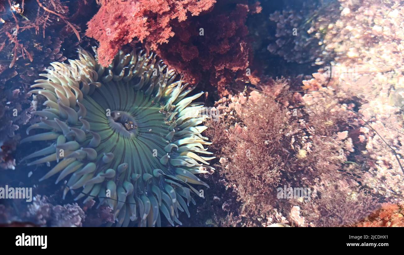 Sea anemone tentacles, tide pool water, anemones mouth macro. Tidepool ...