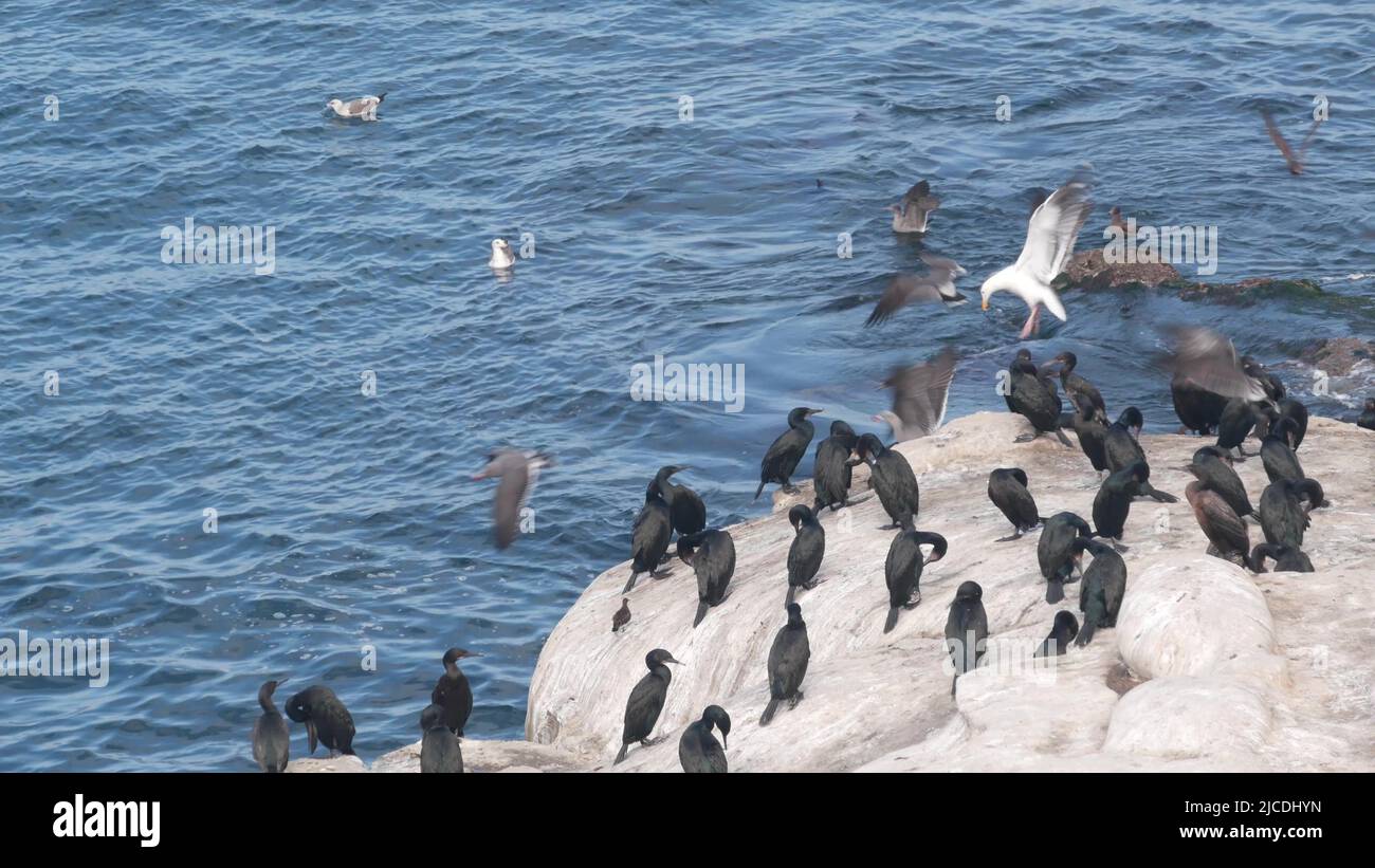 Cormorant flock or colony drying, birds preen wings feathers, rock by ...