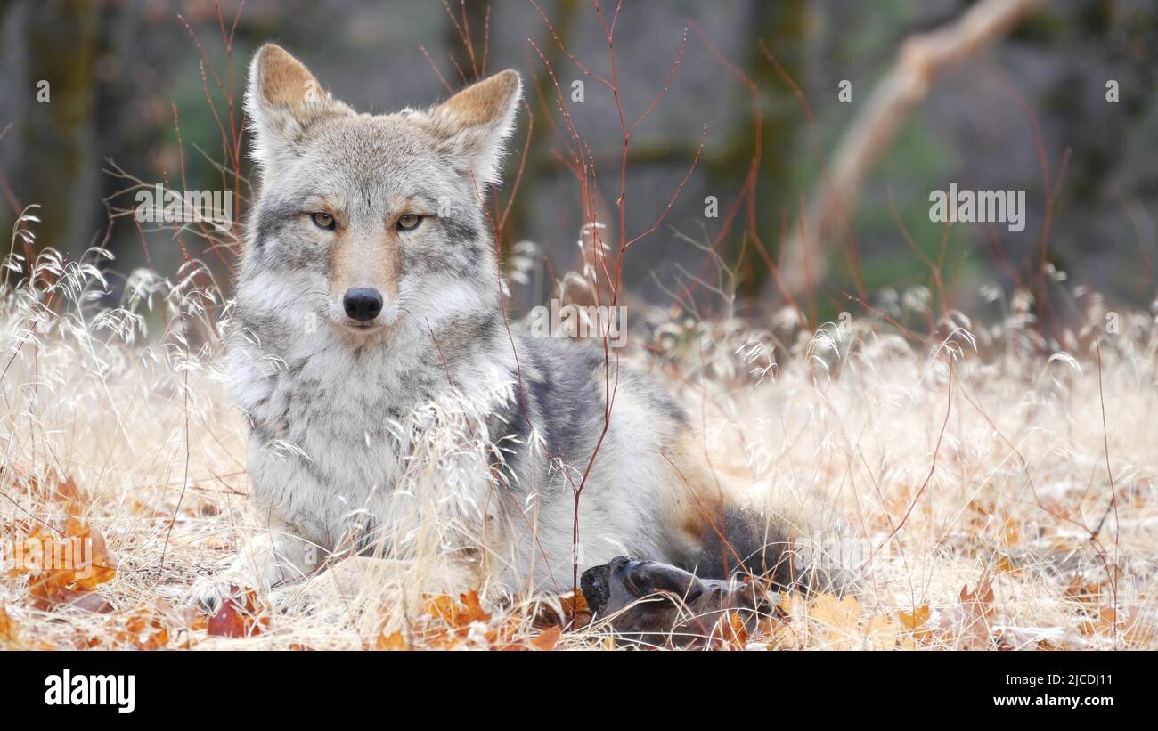 Wild furry wolf, gray coyote or grey coywolf, autumn forest glade ...