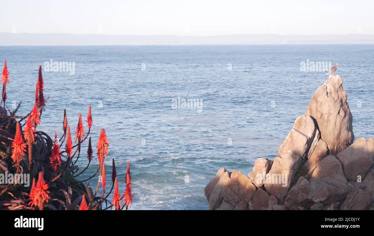 Red aloe cactus flower on rocky craggy shore, pebble beach, Monterey ...