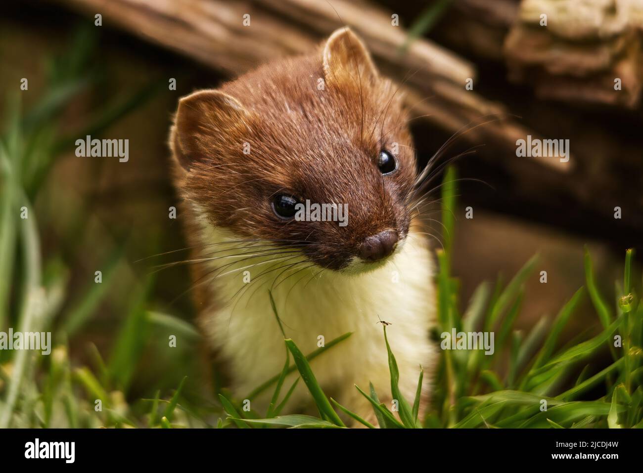 Portrait of a stoat, Mustela erminea, emerging from its burrow Stock ...