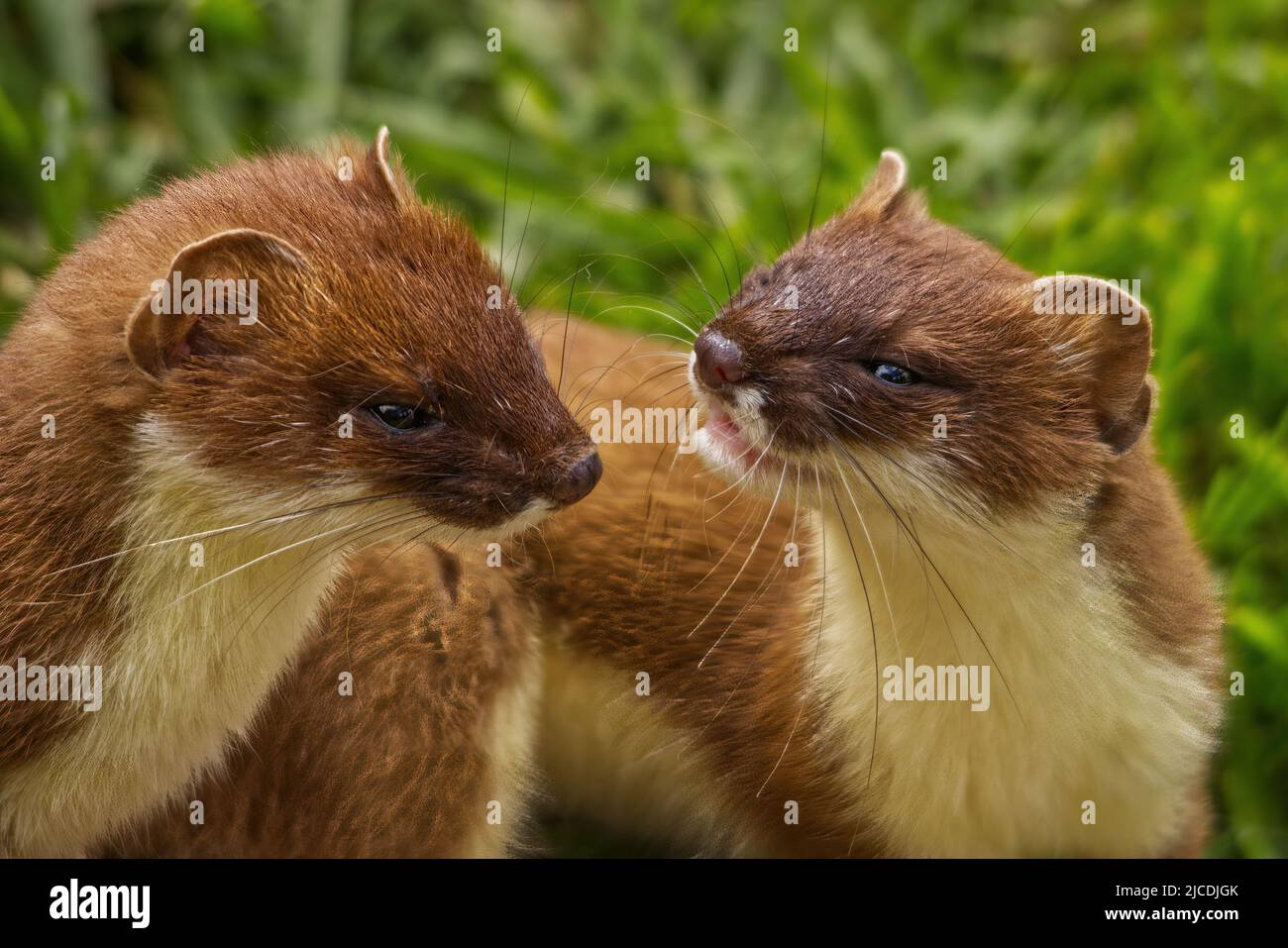 Stoats ermine hi-res stock photography and images - Alamy
