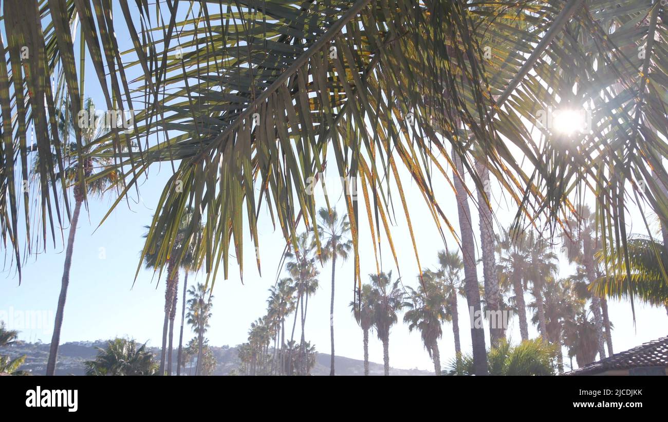 Row of palmtrees hi-res stock photography and images - Alamy