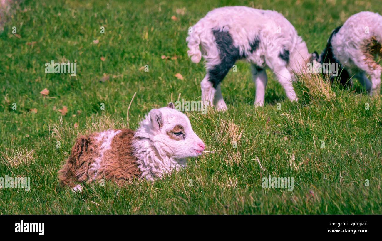 Sheep and lambs Stock Photo - Alamy