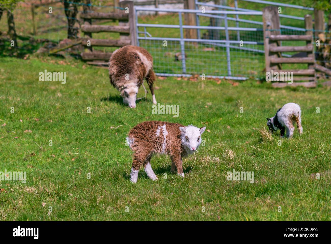Sheep and lambs Stock Photo - Alamy