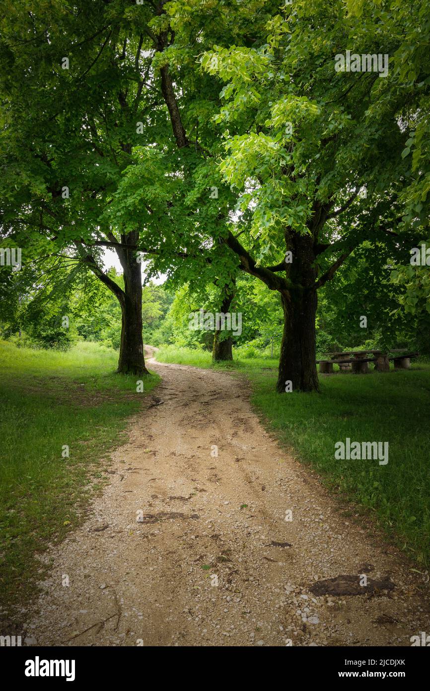 Trees early summer hi-res stock photography and images - Alamy