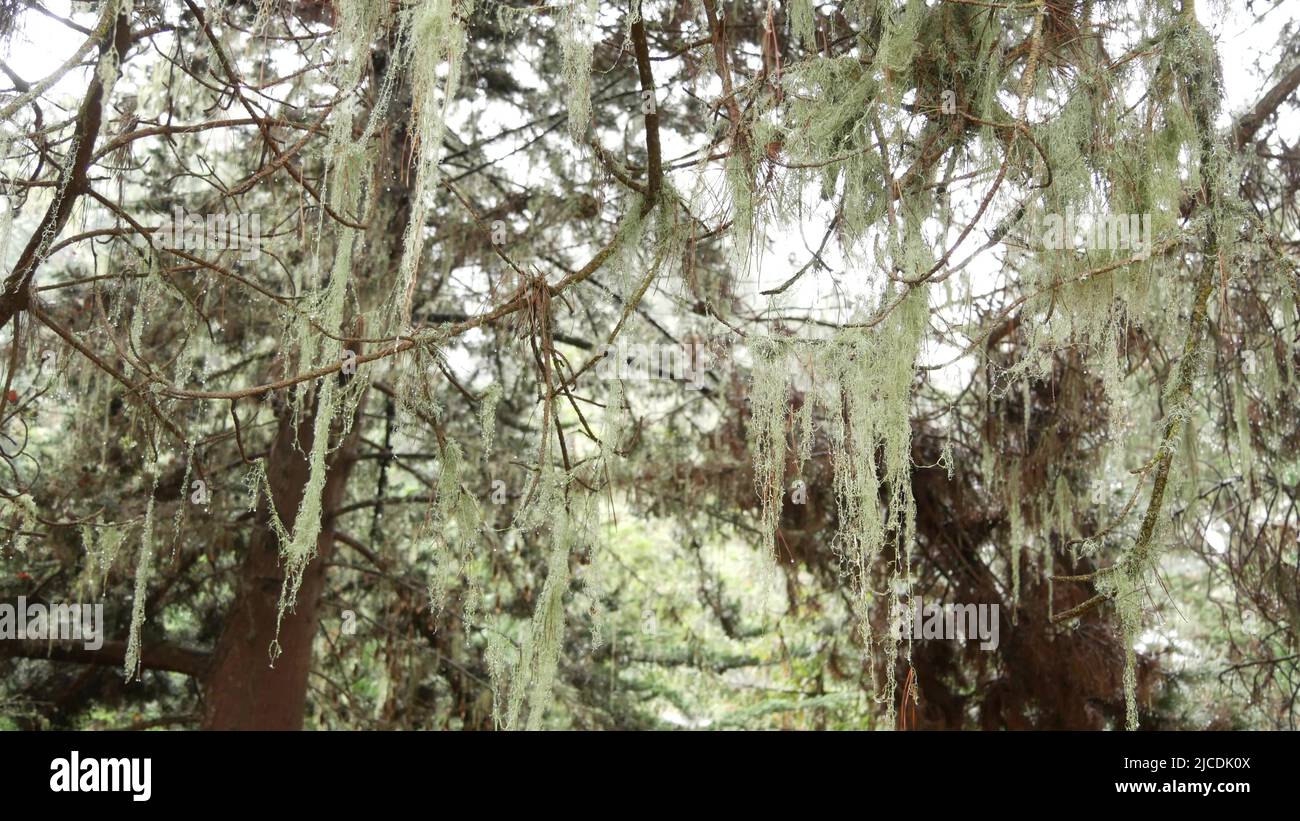 Lace lichen moss hanging, tree branches in foggy misty forest. Surreal ...