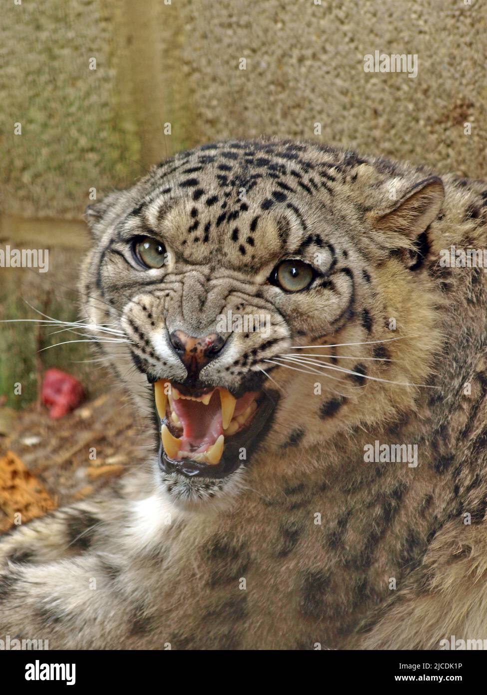 Leopard fangs hi-res stock photography and images - Alamy